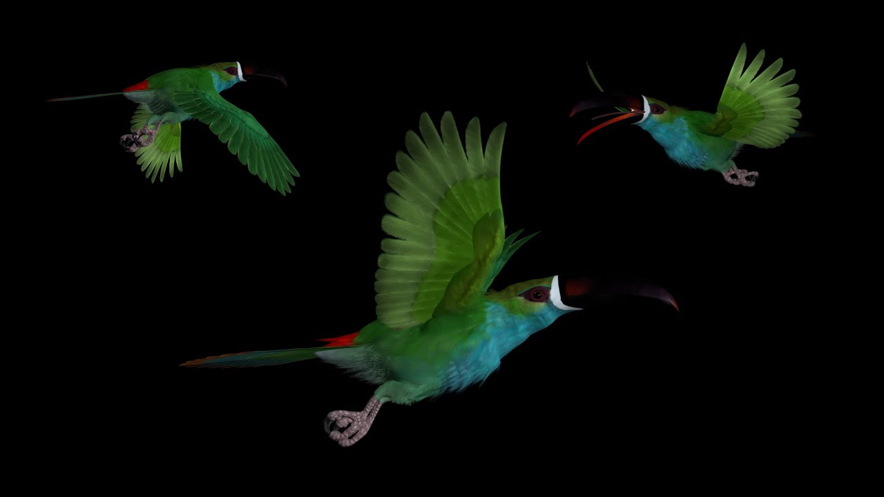 Green Toucan - Flying Loops & Transitions - YouTube