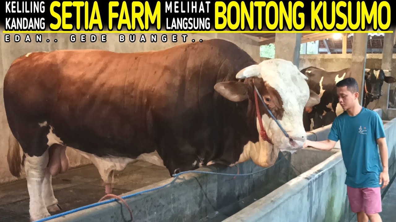 FULL Keliling Kandang Sultan Setia Farm Lihat Langsung Sapi Monster ...