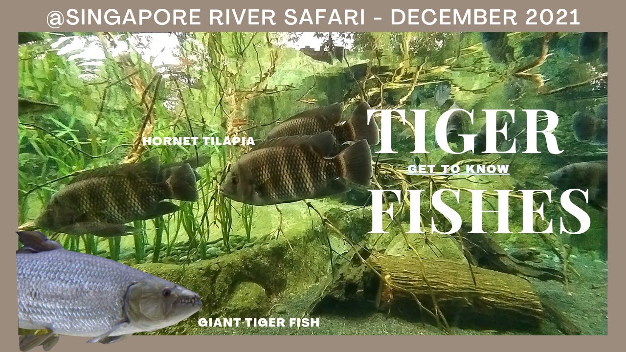 RIVER SAFARI SINGAPORE -A FRESHWATER GIANT TIGER FISH || HORNET TILAPIA ...