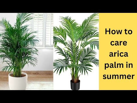 How to care and repot arica palm in summer 🌞 - YouTube