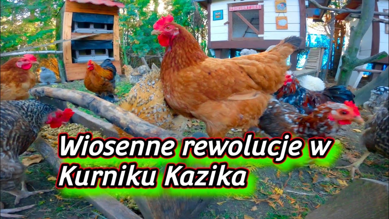 #chicken 🐓 Wiosna w kurniku - Kury i koguty gotowe na lęgi - Oddzielam ...