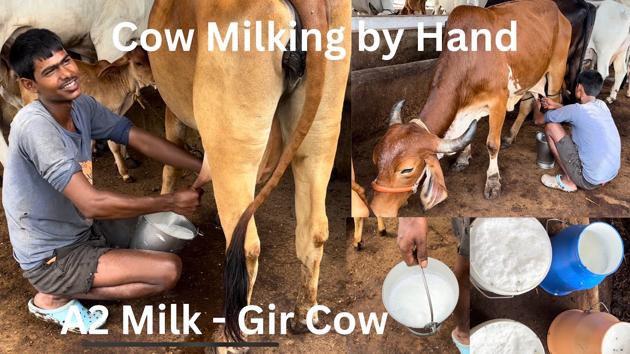 Desi Cow Milking by Hand New Video | How To Milk Cow by Hand #cow # ...