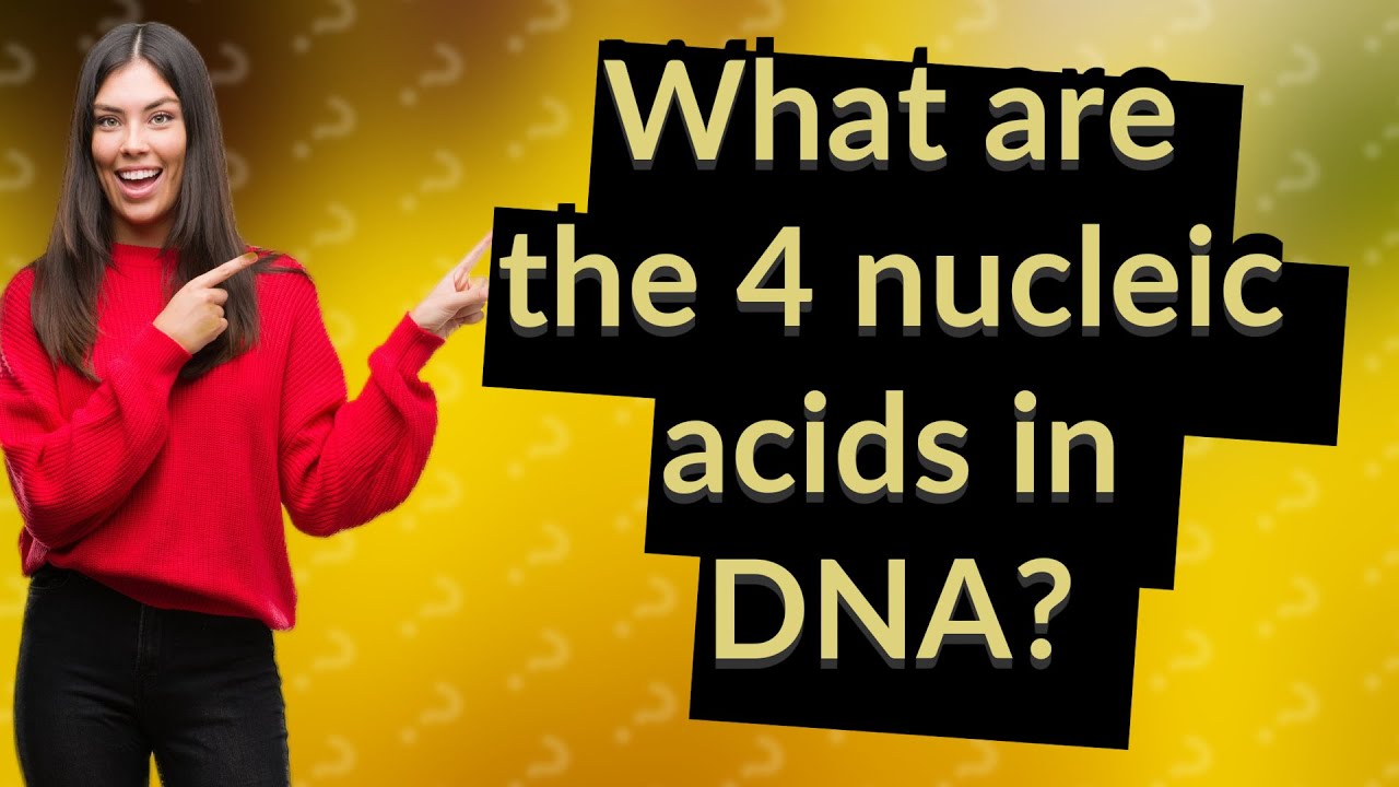 What are the 4 nucleic acids in DNA? - YouTube