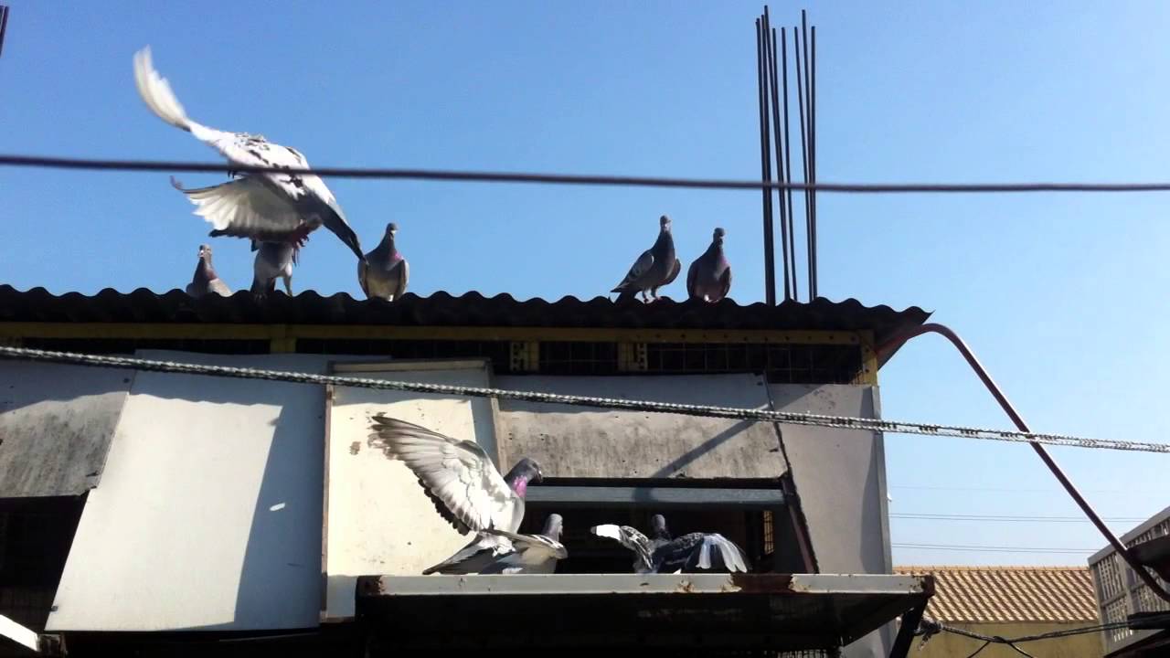 Pigeon Racing Philippines, Voice Command Trapping by Speedy Jay - YouTube
