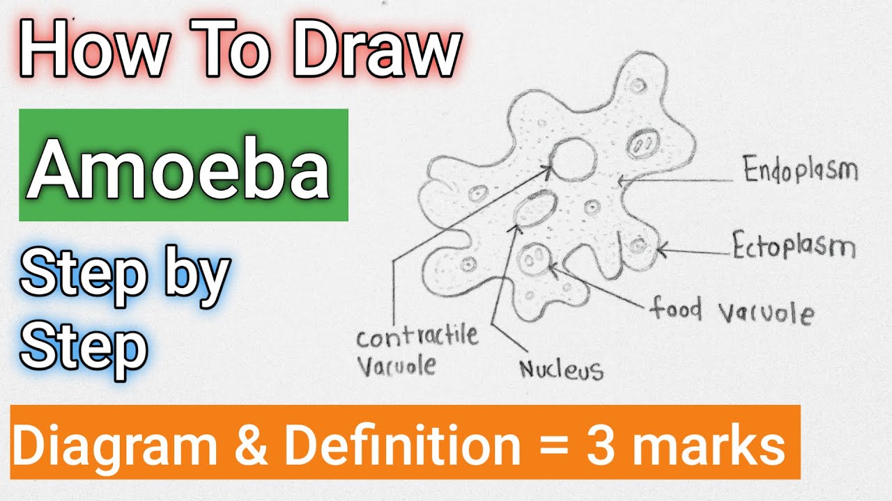 How To Draw Amoeba Step by Step - YouTube