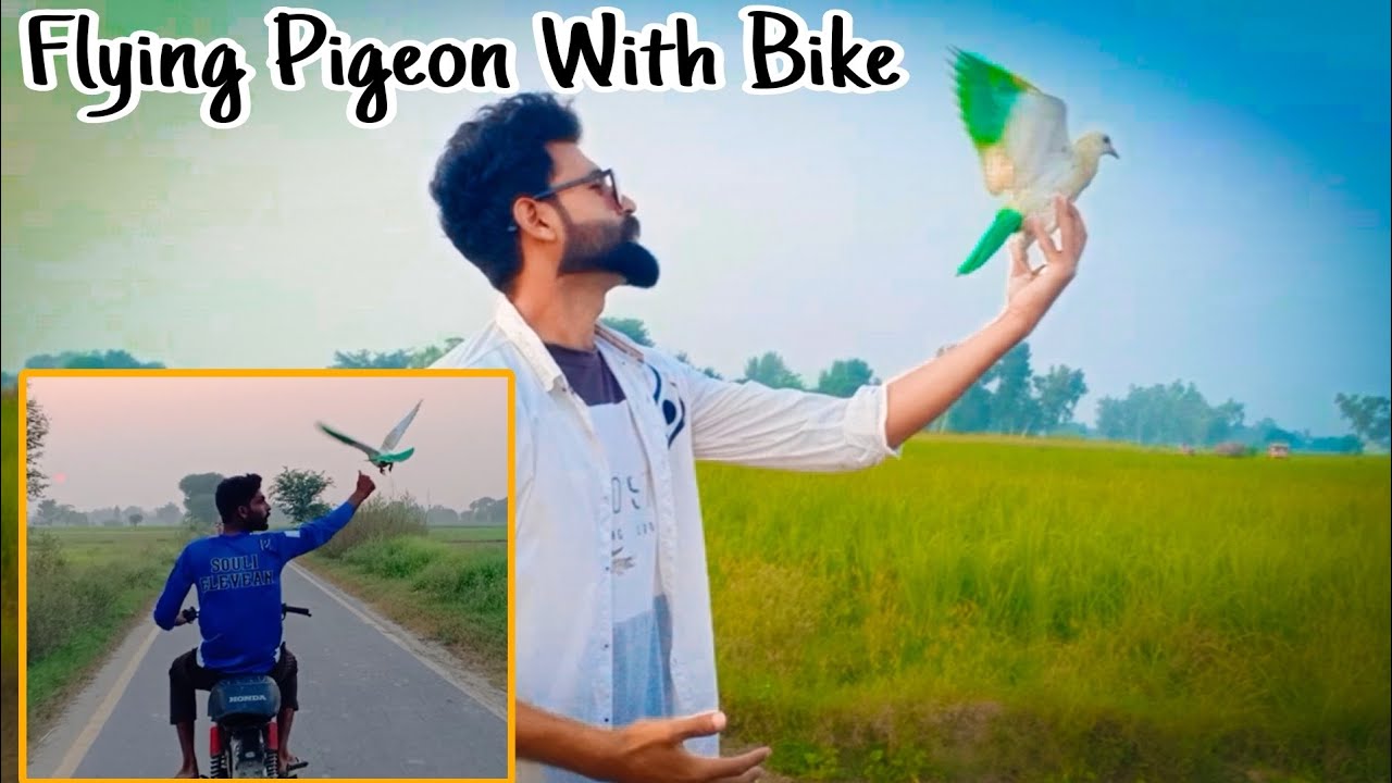 Flying Pigeon With Bike || Pigeon Bike Training || First Time Pigeon Flying With Bike - YouTube