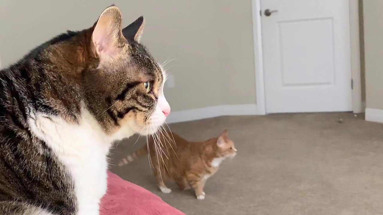 18age oldcat “crying and crying”crying cat - YouTube