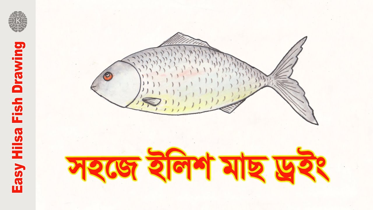 Easy and simple Hilsa fish drawing/ step by step hilsa drawing/ Art ...