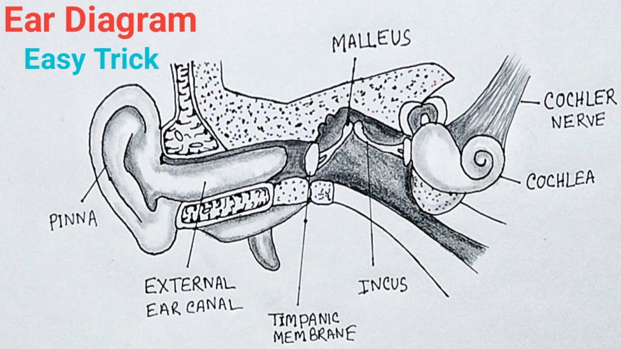 Ear Diagram For Kids To Label Inside The Ear Colouring Sheet