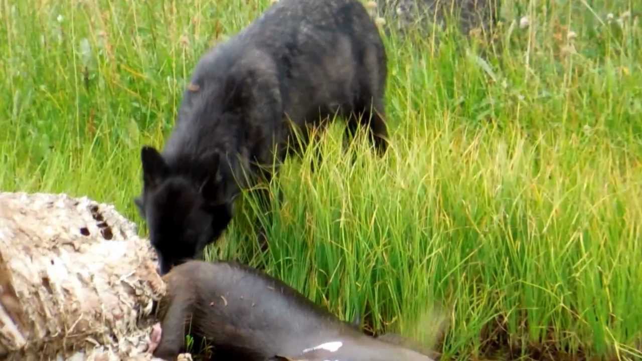 Wolf eating an elk at Yellowstone National Park - YouTube