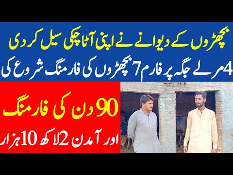 Bachra Farming Business idea | 90 days Bachra Farming business idea ...
