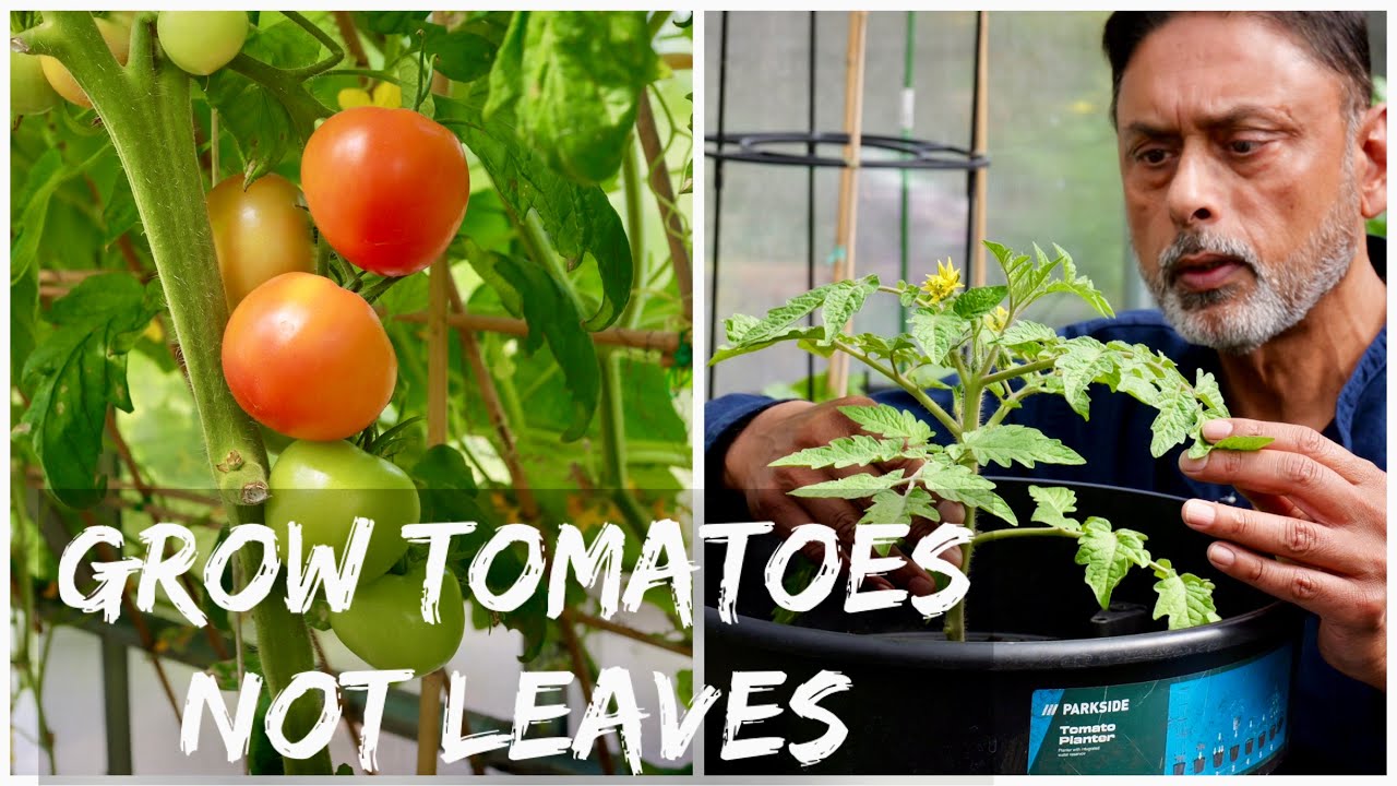 Tomato Plants Growing But No Fruit