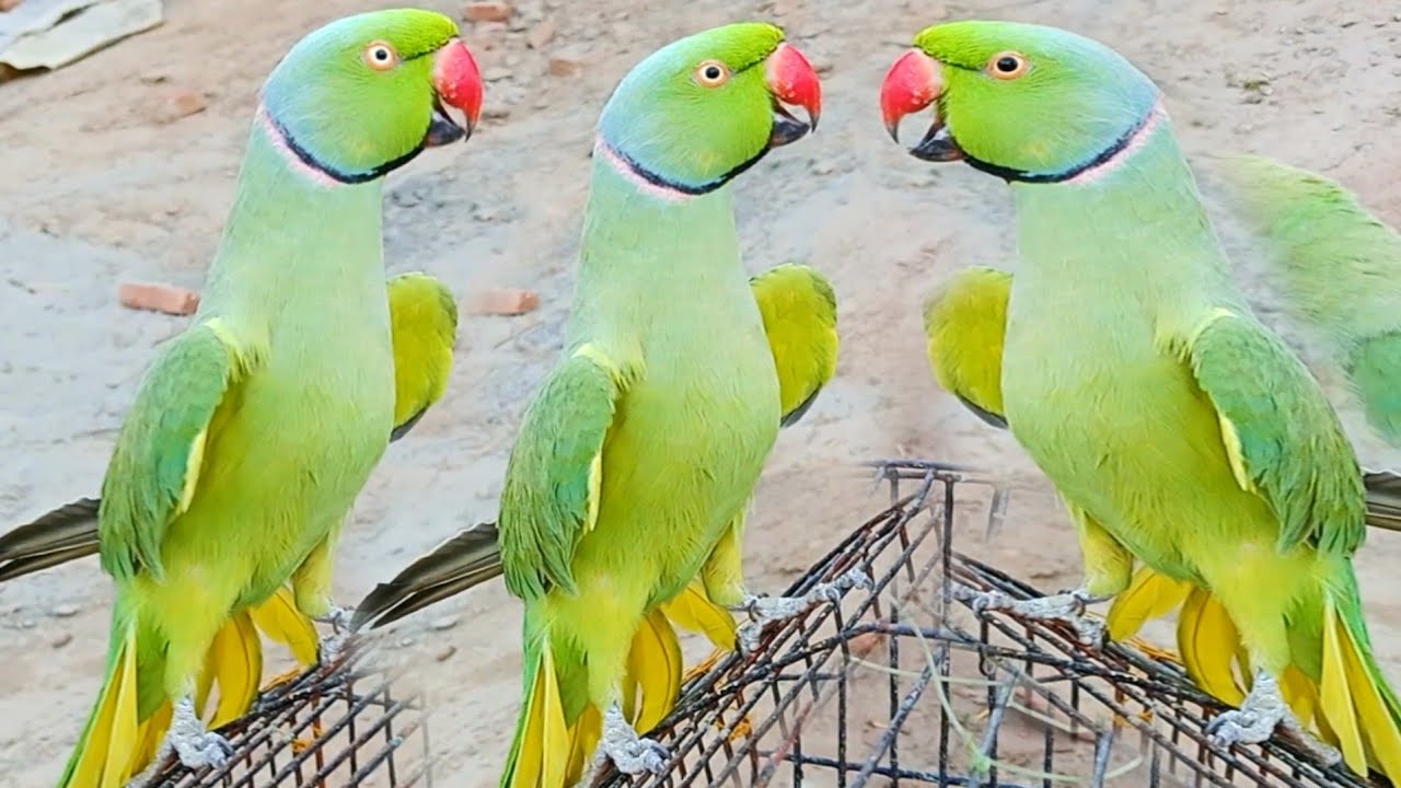 Cute Parrot Sounds Tota Smart - YouTube
