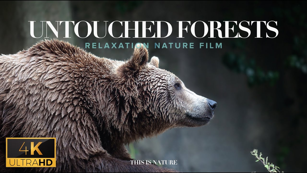 Nature 4K • UNTOUCHED FORESTS | Nature Relaxation Film • Peaceful Music ...