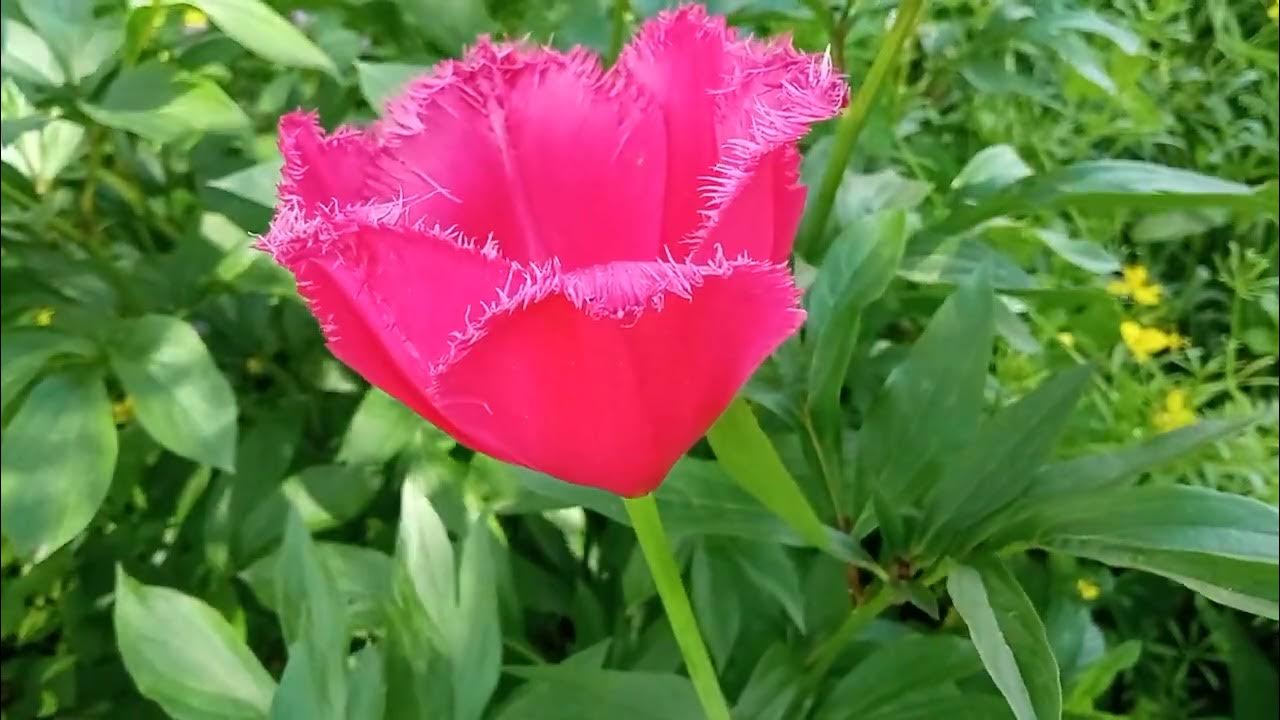 401 18.05.2023 166-й ВидеоРяд Тюльпан с бахромой + ОМ Марк Субботин ...