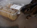 Food Crazed Rabbit - YouTube