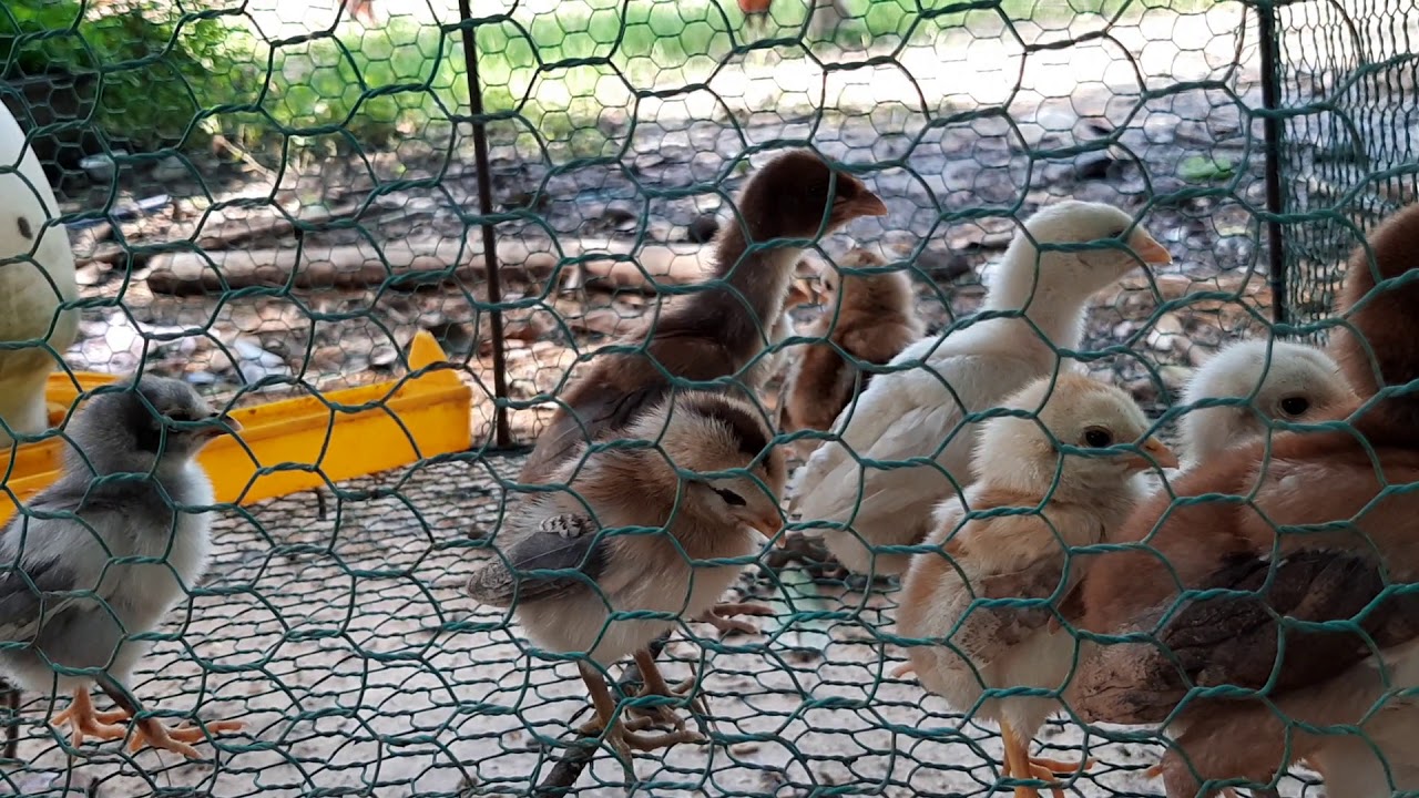 Baby Chicken Real Sound | Cute Baby Chicken | សម្លេងកូនមាន់យំ - YouTube