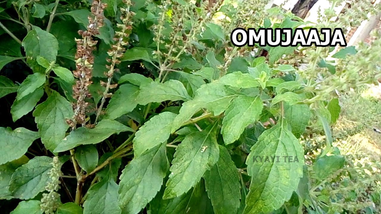 Manya Binno ku Mujaaja African Basil - YouTube