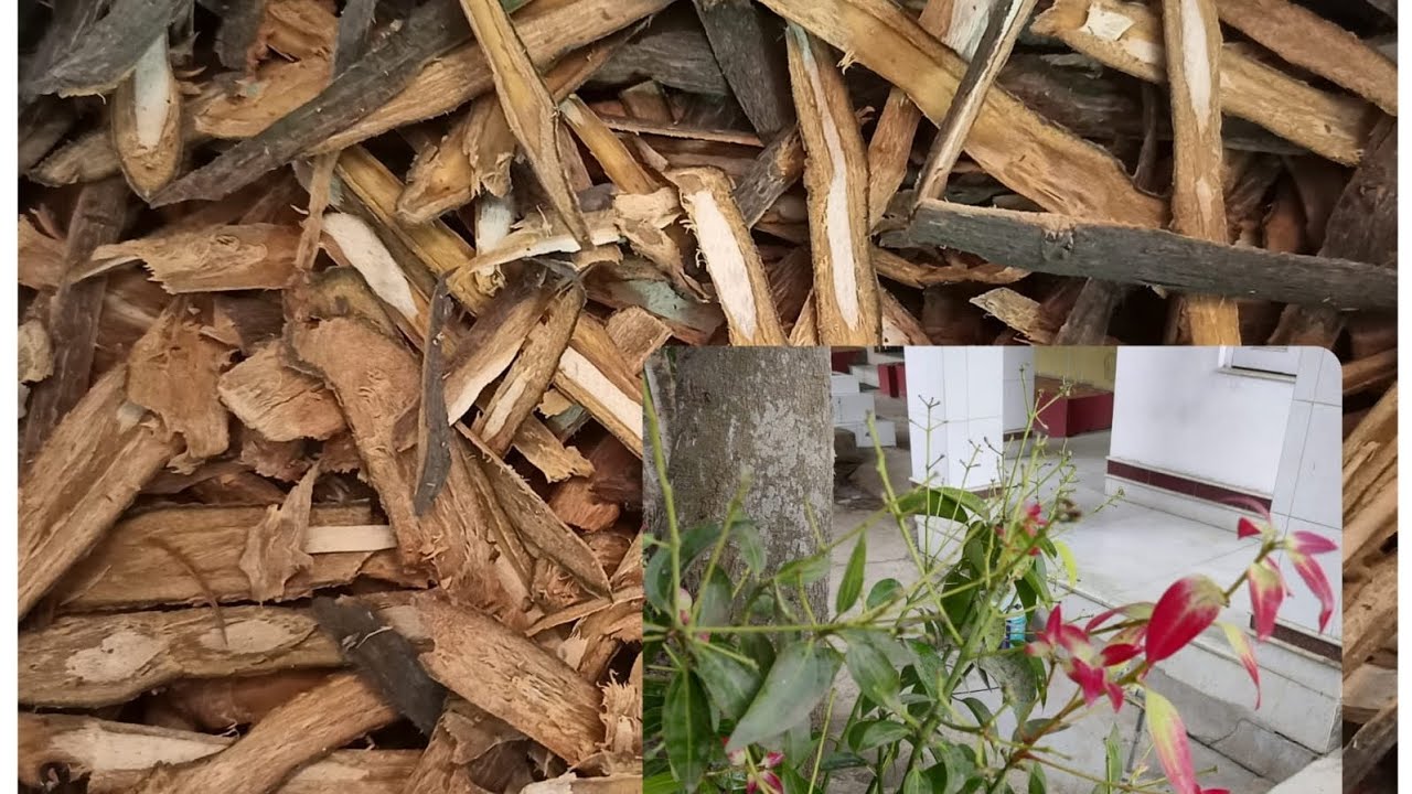 Barir Darchinir Gach..Dalchini/Cinnamon Tree - YouTube