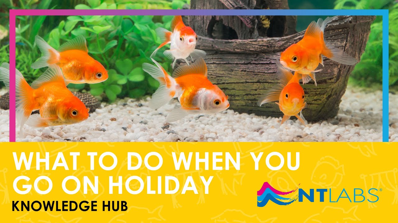What To Do With Your Fish Before You Go on Holiday (Vacation Prep ...