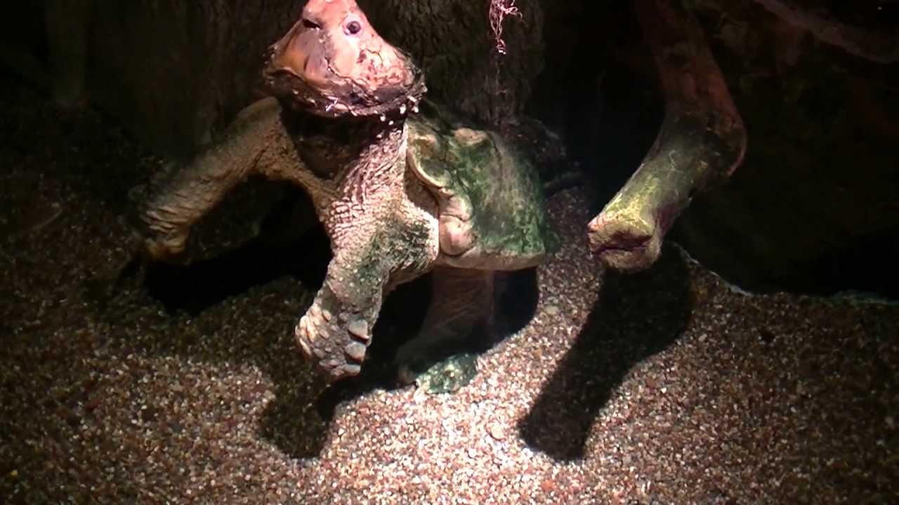 Denver Zoo Alligator Snapper Getting A Breath - YouTube
