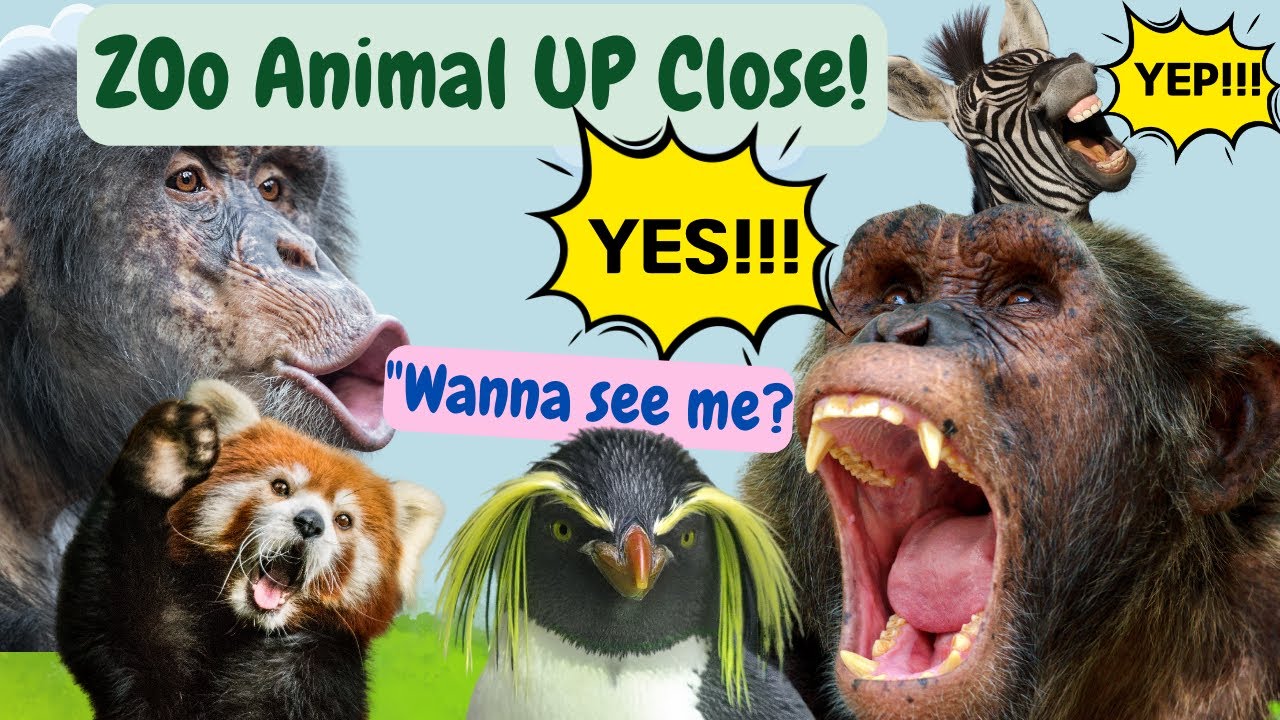 Zoo Animal UP CLOSE: Learn words and simple sentences with Cute Animals ...