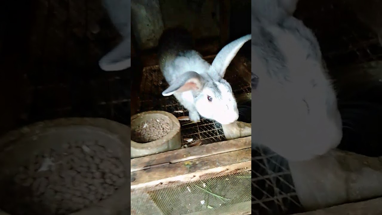 Rabbit world - YouTube