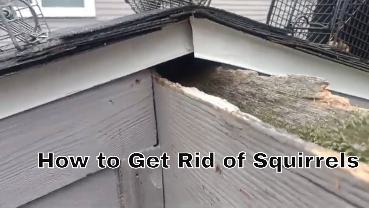 Squirrel Problem Solved: Remove Squirrels & Block Opening - YouTube