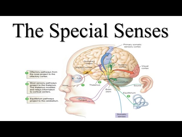 Special Senses Practice Test 8 Senses Of The Body: The Hidden Sensory