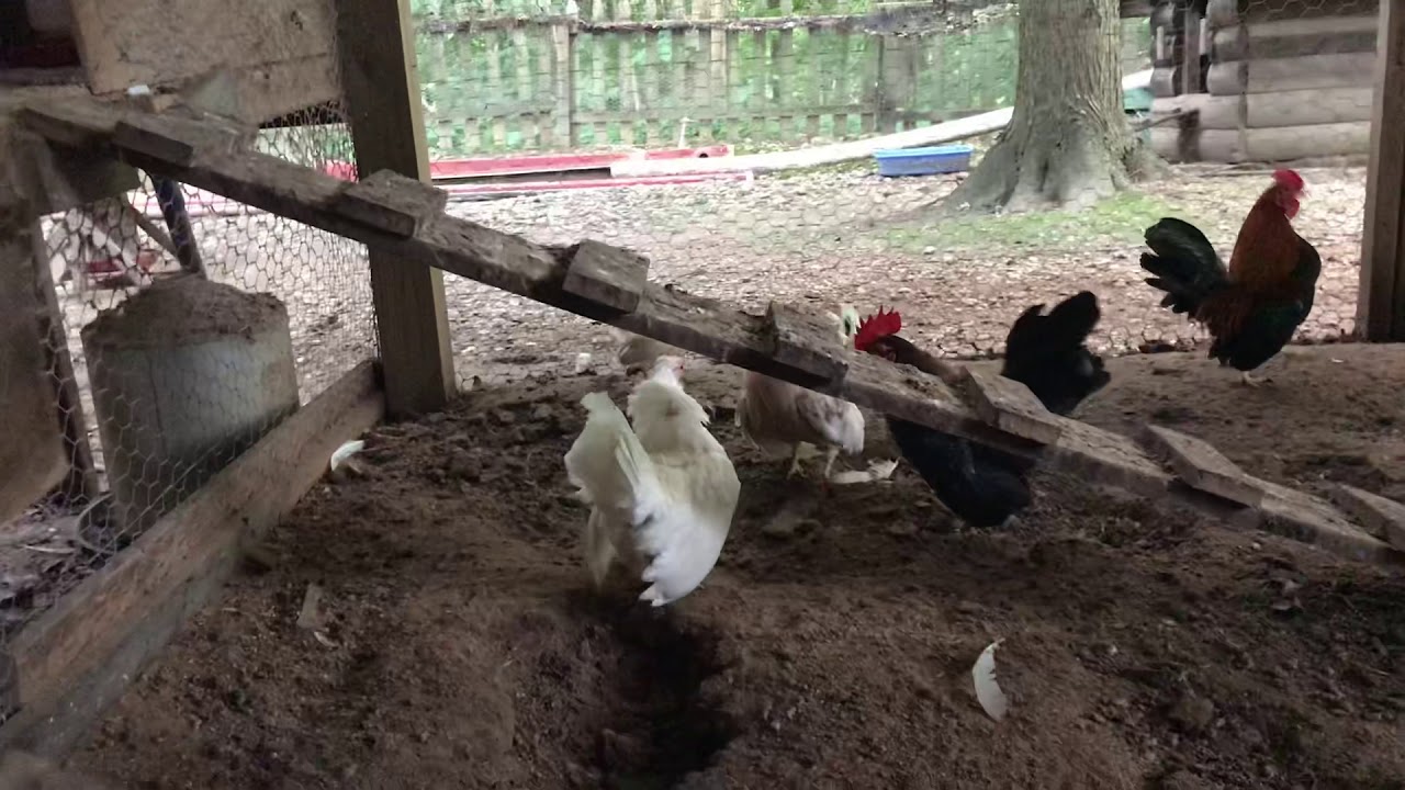 Serama Hens “arguing” - YouTube