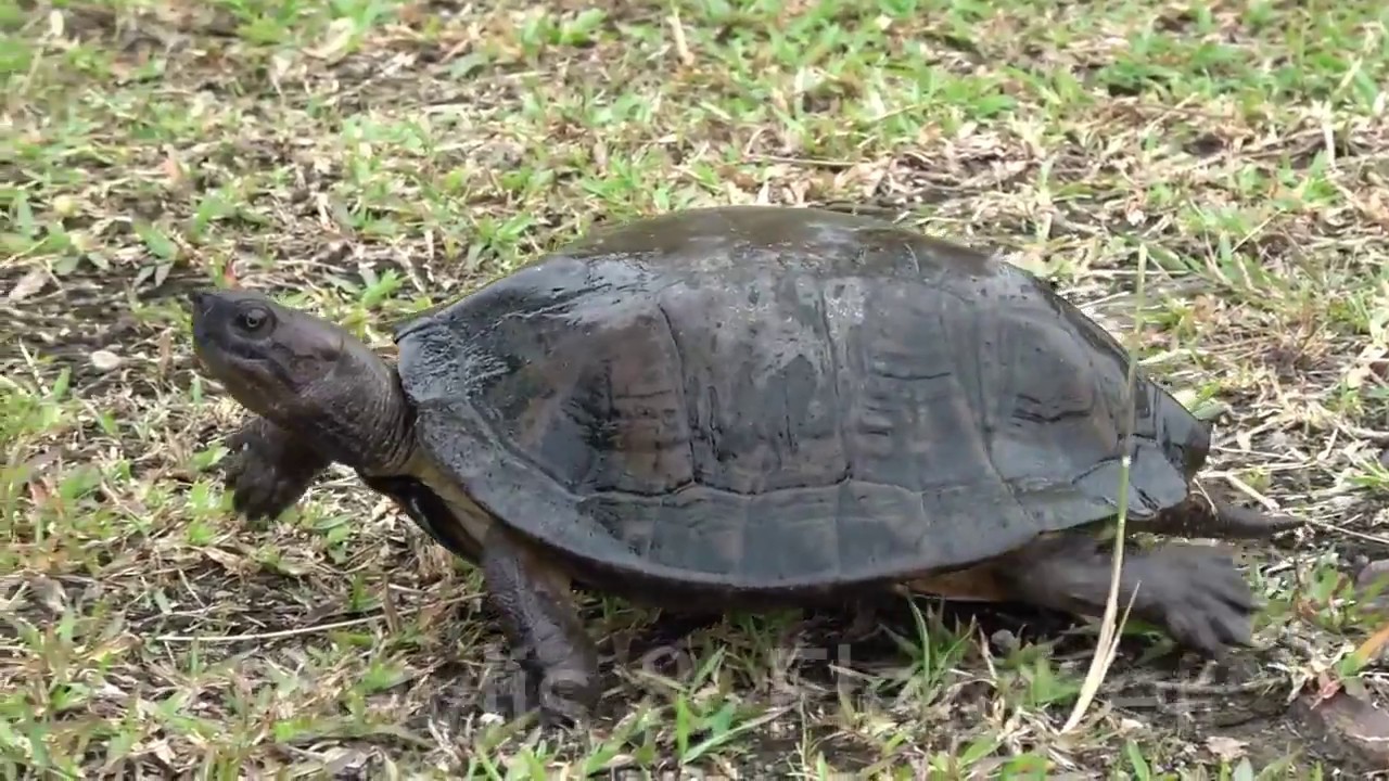 Asian Leaf Turtle, Malaysia. 20180626_162721.m2ts - YouTube