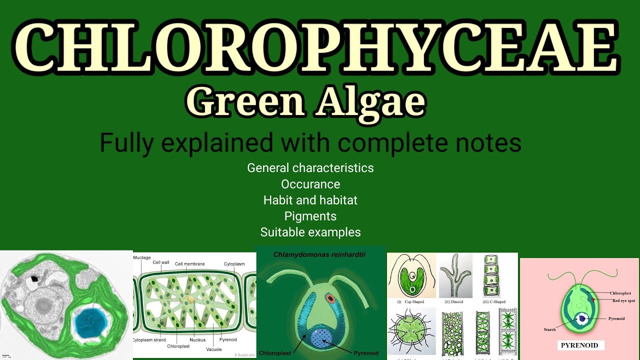 General characteristics of chlorophyceae l Chlorophyceae green Algae l ...