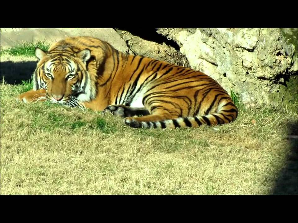 TIGER in HD 960 x 720 - YouTube