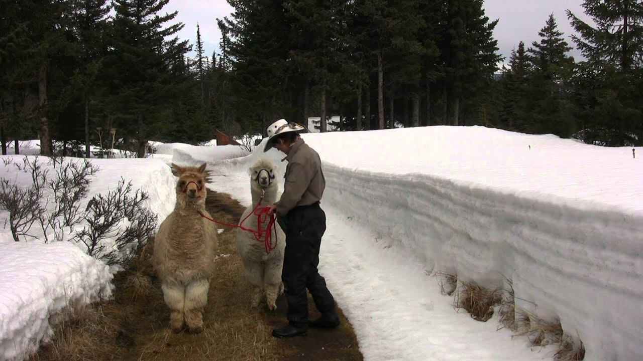 Alpacas' Off Lead Walk - YouTube