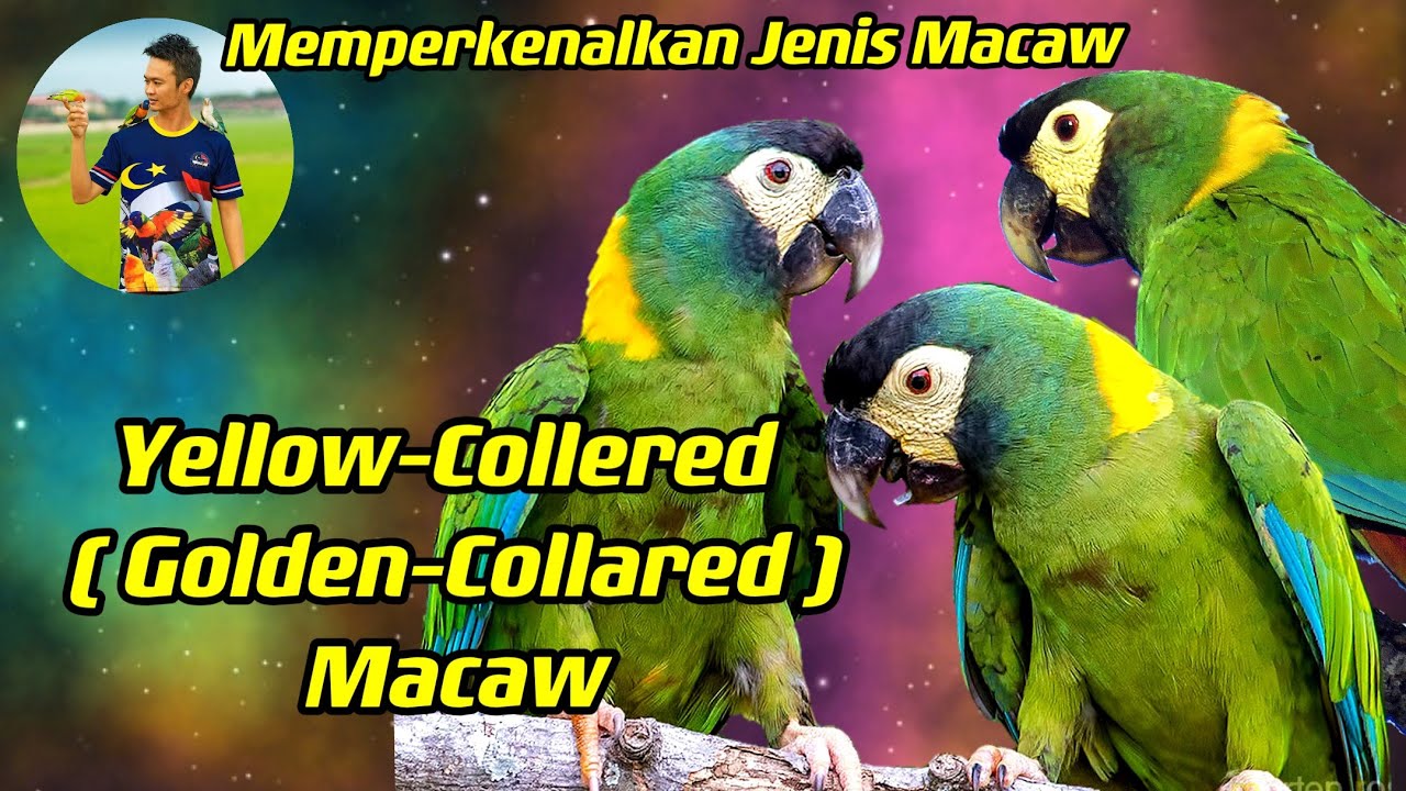 Yellow-Collared Macaw/Golden-Collared Macaw - Mempernalkan jenis Macaw ...