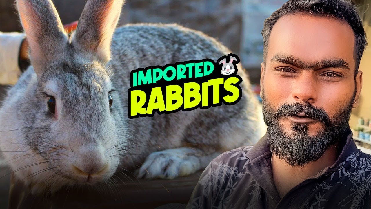 Ghar Ki Chat Pe Lakho Ka Fancy Rabbit Farm🐰 IMPORTED GIANT RABBITS 🐇 Mini Zoo Vlog - YouTube