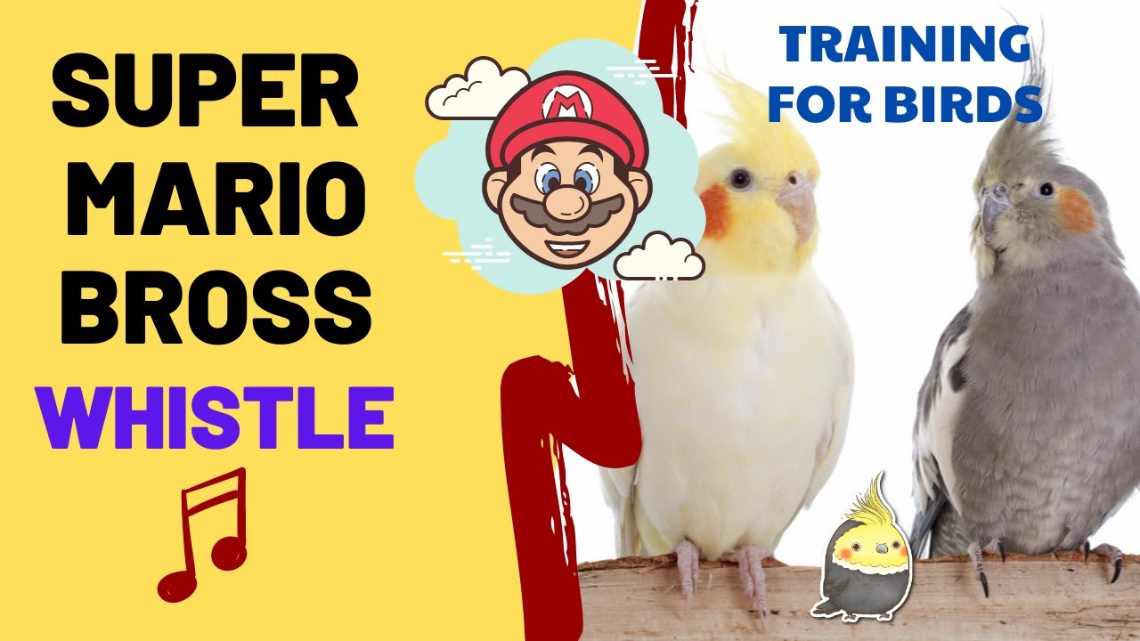 SUPER MARIO with WHISTLE - Cockatiel Singing Training - Bird Whistling ...