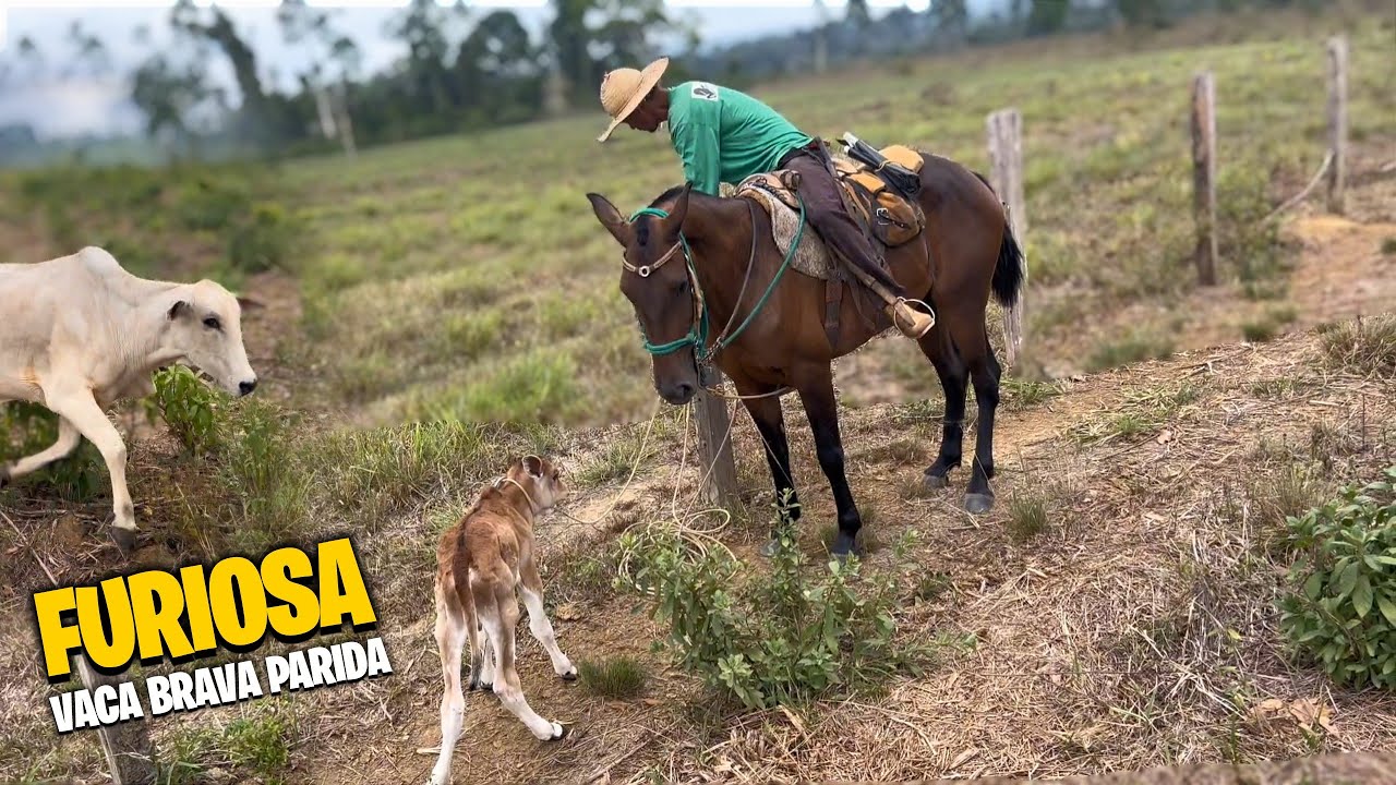 CAPTURAMOS O BEZERRO DA VACA PARIDA NO PASTO - YouTube
