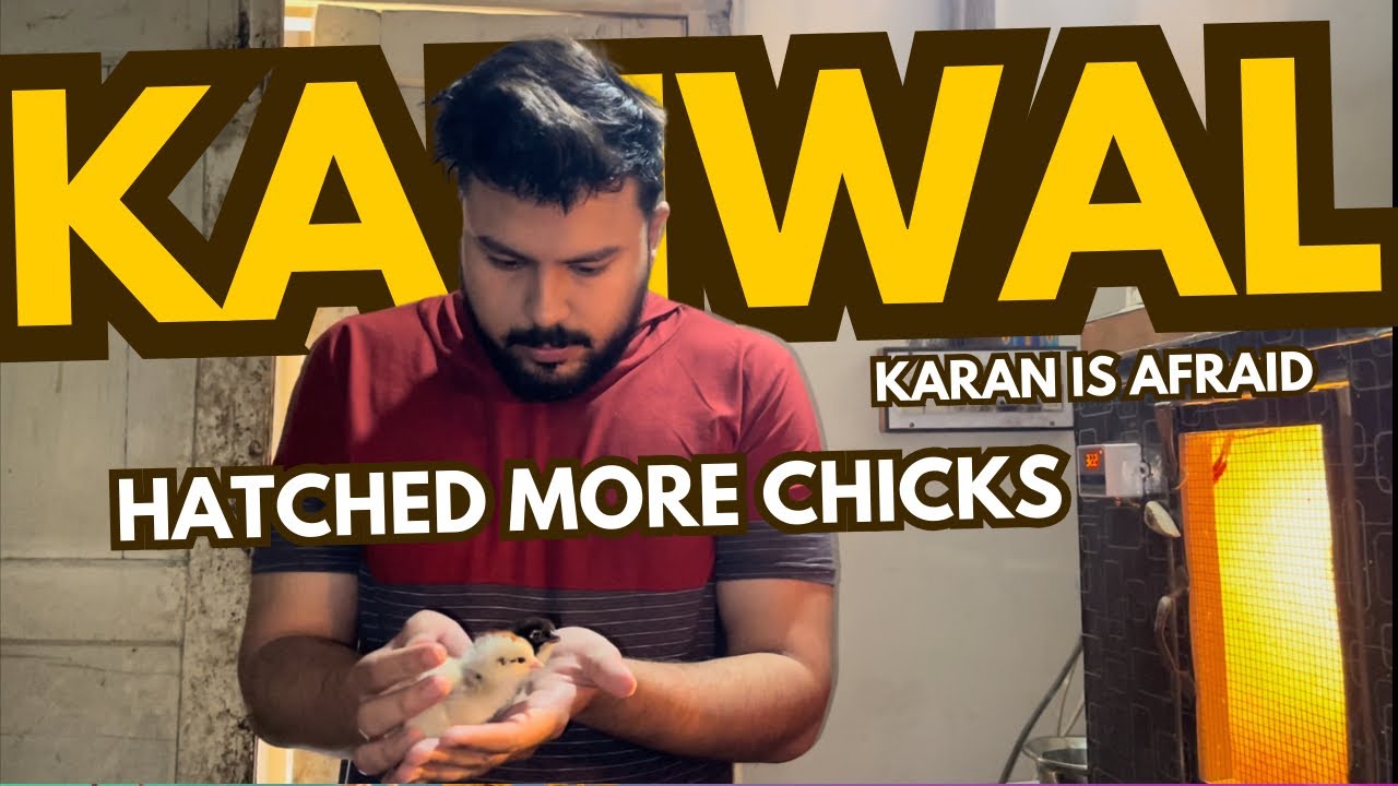 kanwal Hatched more Chicks 🐣 Karan is Afraid in the flock - YouTube
