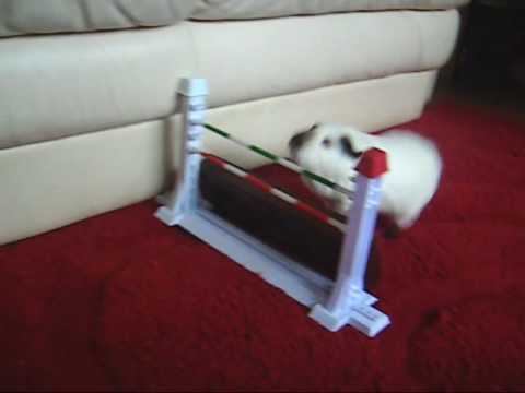 Guinea pig jumping big - YouTube