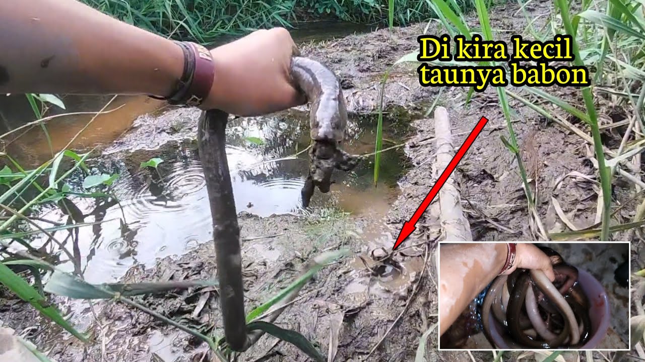 MANCING BELUT DI RAWA YANG MULAI KERING!!! DI KIRA BELUT KECIL TERNYATA ...