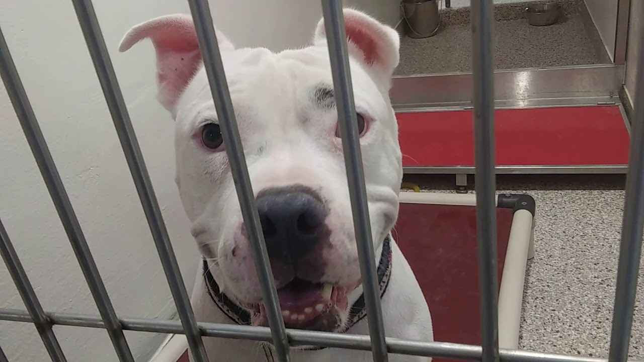 Pima Animal Care Center 8-5-18 Doggie Adoptable- Snow Kennel D191 ...
