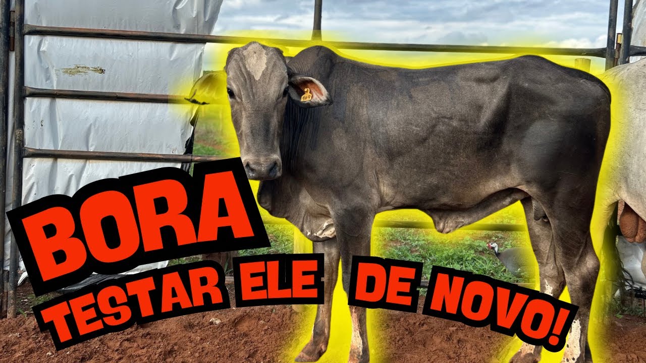 SEGUNDA VEZ TESTANDO O TOURO ESTRELA NO BRETE DE RODEIO LADO ERRADO ...