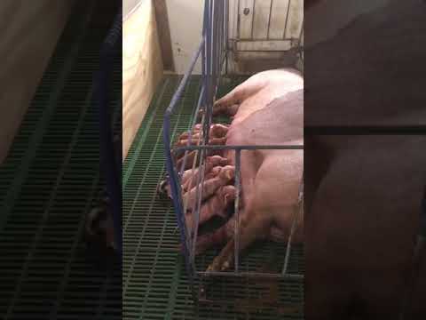 Maternidad de cerda parto 11 lechones