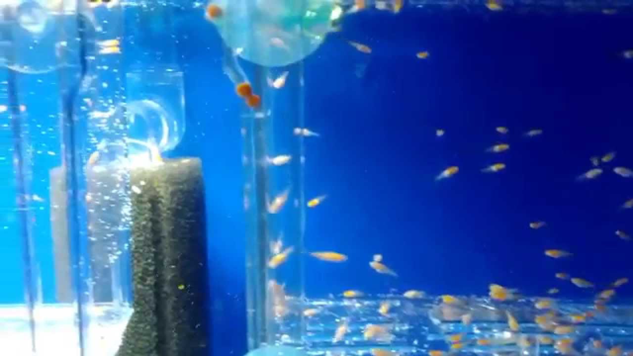 Swordtail and molly fry - 1 to 4 days old [MDCHAM] - YouTube