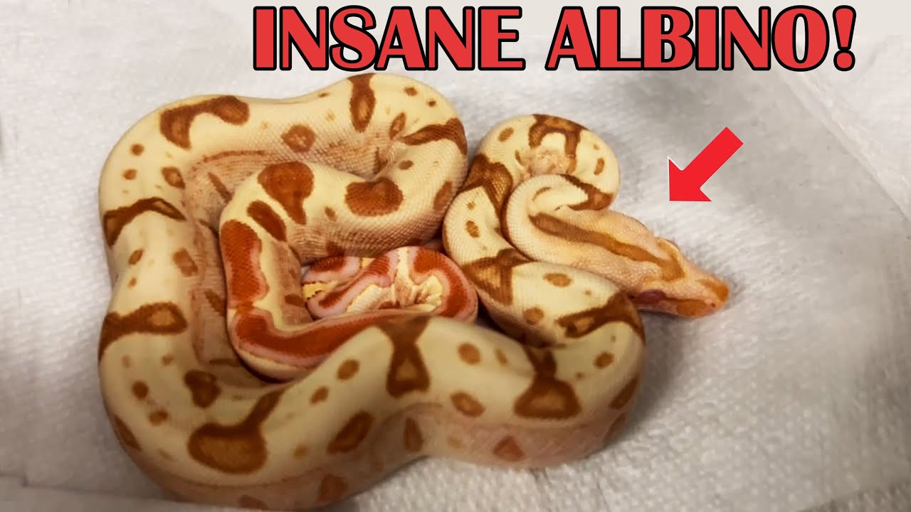 BLIZZARD BOA LITTER UPDATE! - YouTube