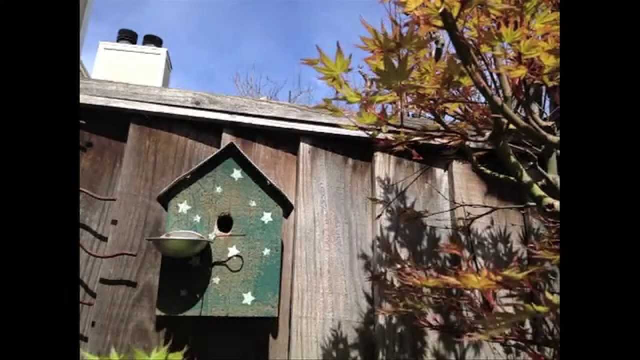 Chickadees House Hunting in Mountain View (fast version) - YouTube