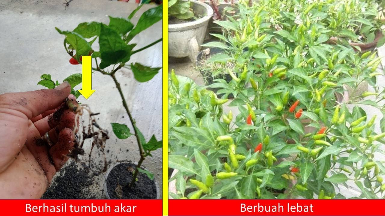 Terbukti Tumbuh Akar stek Pohon Cabe Dengan Cara Ini - YouTube