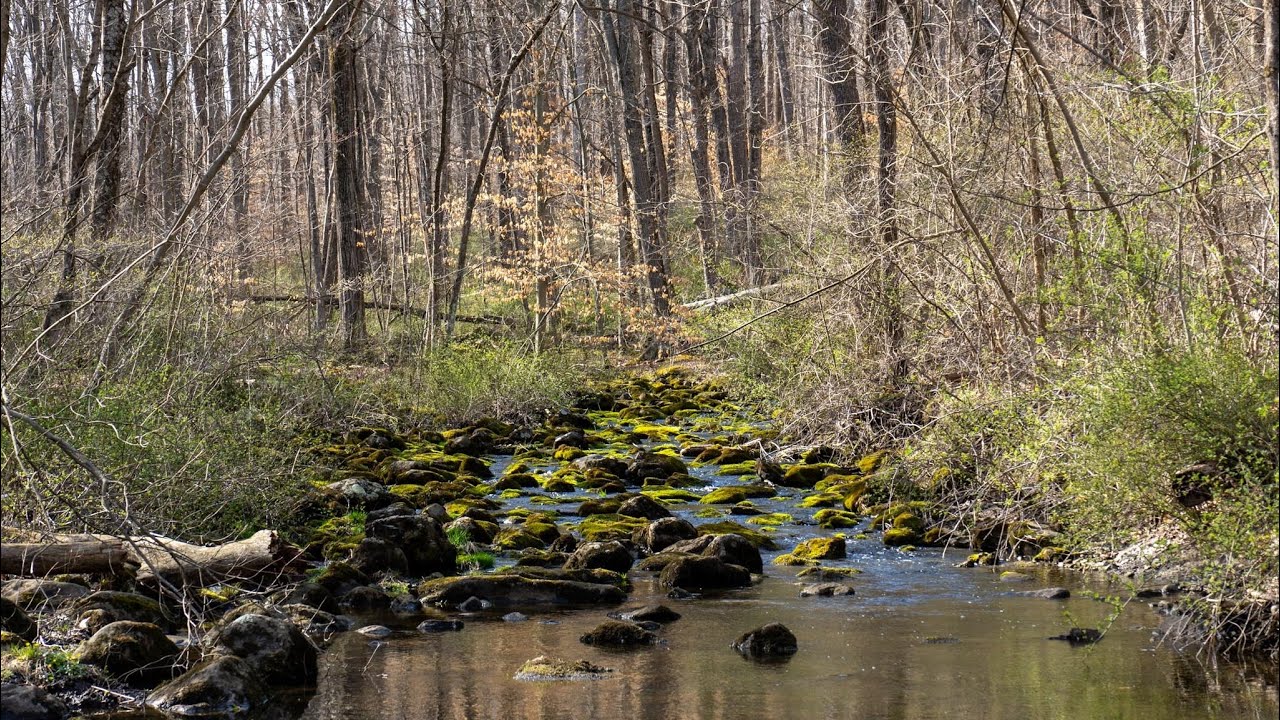 Spring Creek with Peepers and Birds - 4K HDR Nature Relaxation - Stress ...