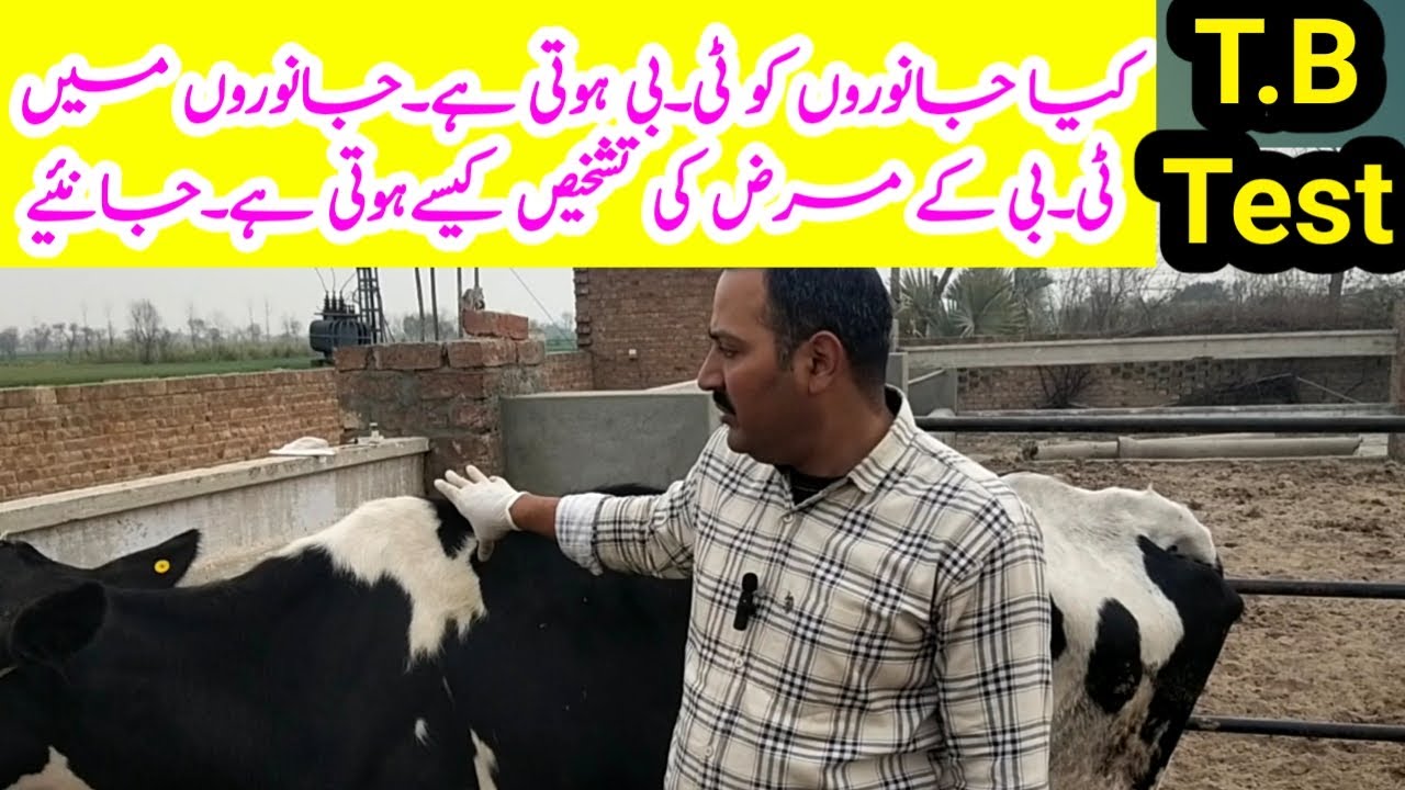 Tuberculosis in Cattle || Diagnosis || Tuberculin Test By Dr. Usman ...